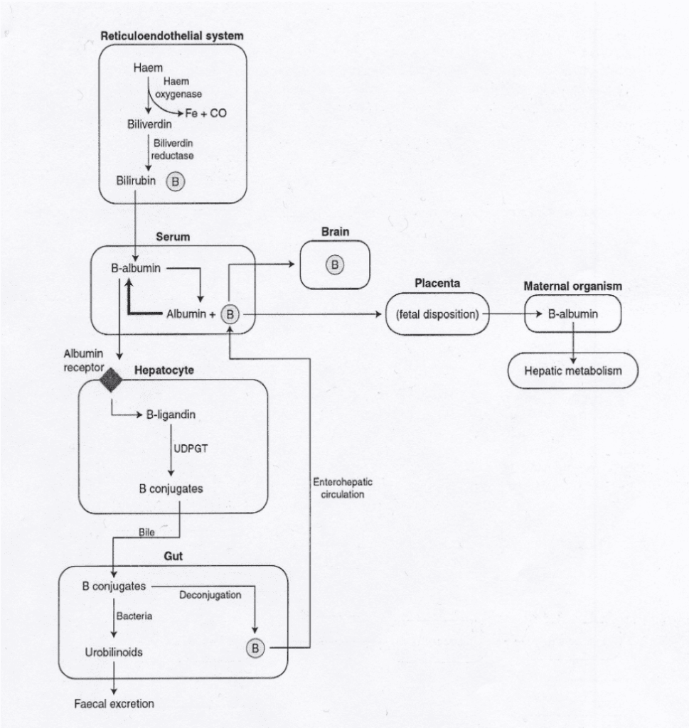 Neonatal Jaundice - Toronto Centre for Neonatal Health
